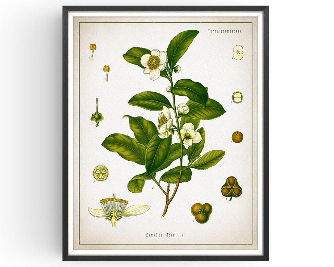 TEA PLANT Botanical Print Vintage Botanical Tea Print Medicinal Plant ...