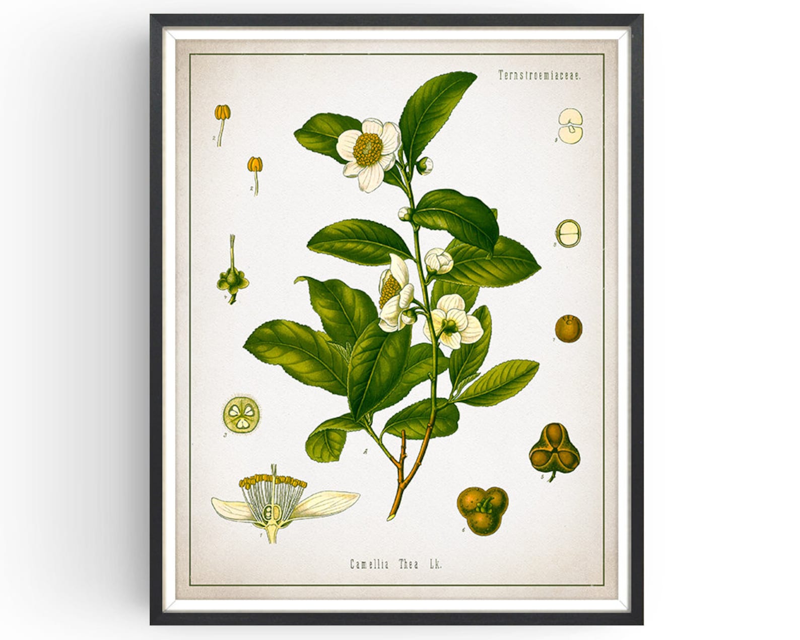 TEA PLANT Botanical Print Vintage Botanical Tea Print - Etsy