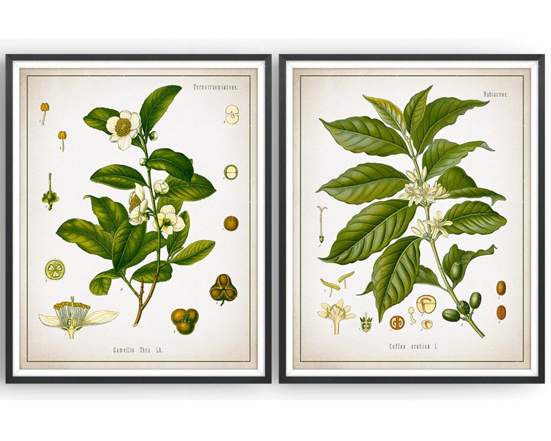 COFFEE & TEA - Botanical Prints - Set of 2 - Tea Plant - Coffee Arabica ...