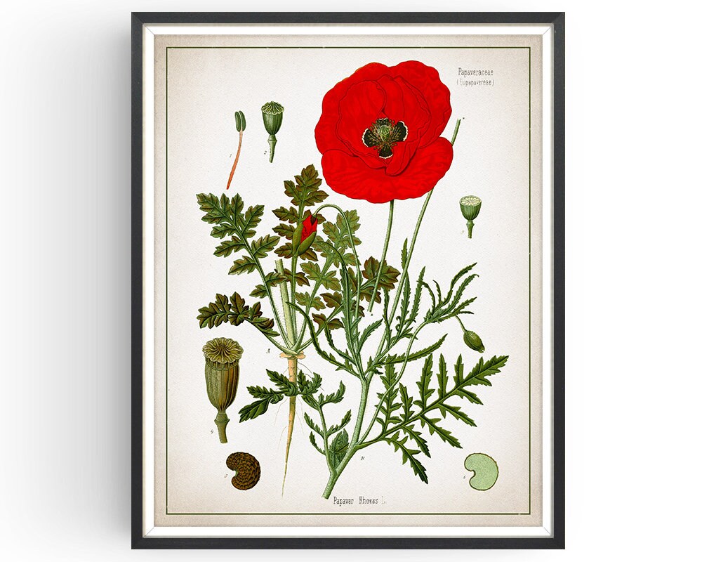 FIELD POPPY Botanical Print Poppy Print Vintage - Etsy