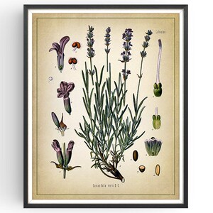 LAVENDER Botanical Print Vintage Botanical Aromatherapy Art Medicinal ...