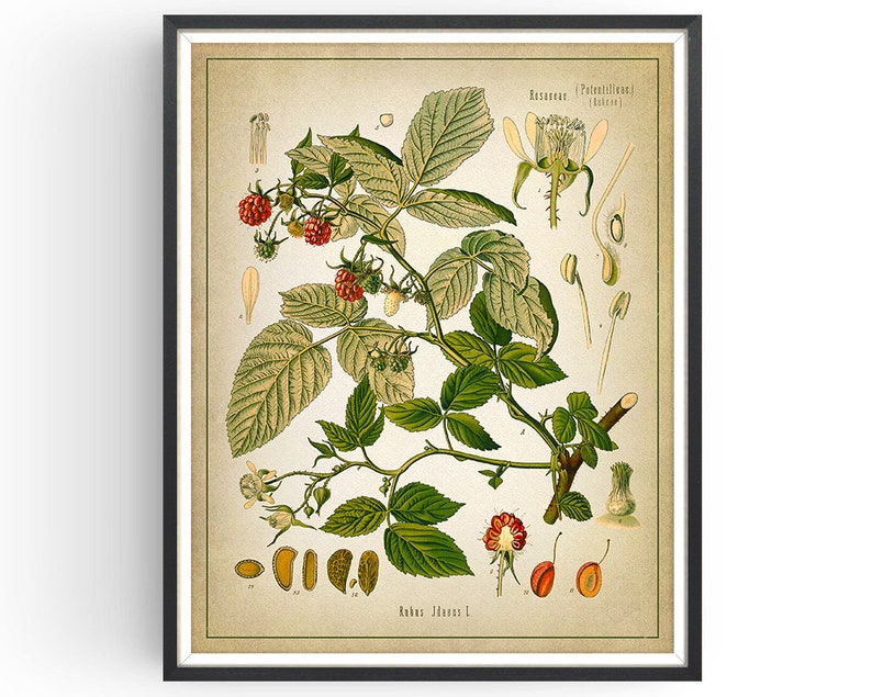RASPBERRY Botanical Print Vintage Botanical Raspberry - Etsy