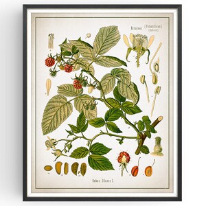 RASPBERRY - Botanical Print - Vintage Botanical - Raspberry Print ...