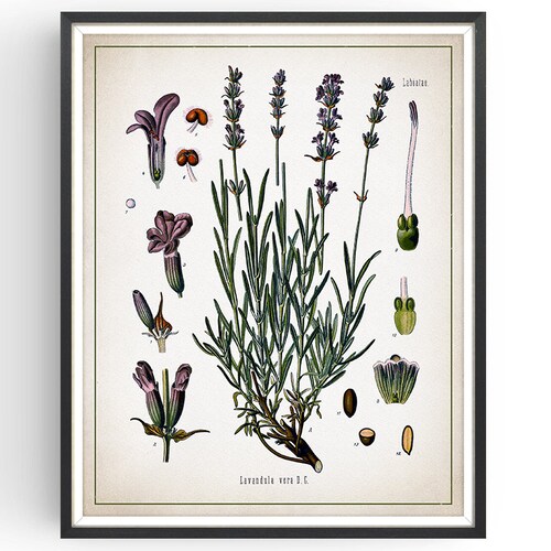 LAVENDER Botanical Print Vintage Botanical Aromatherapy - Etsy UK