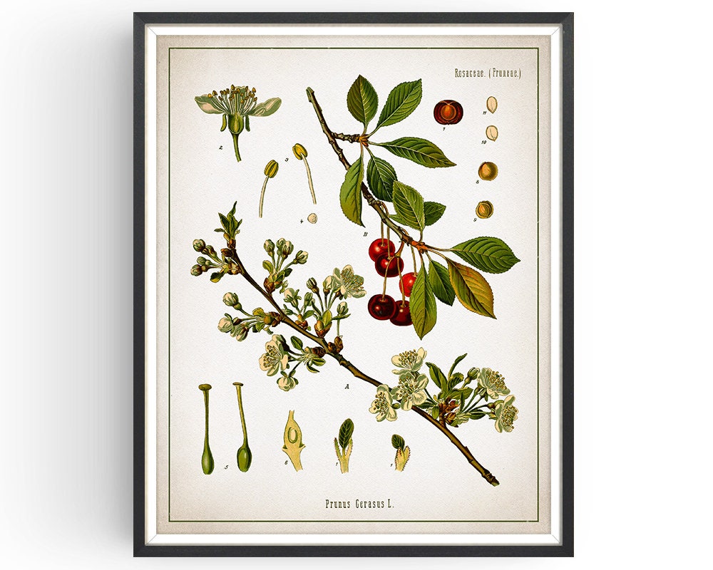 CHERRY Botanical Print Vintage Botanical Kitchen Art - Etsy UK