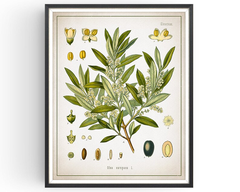 OLIVE Botanical Print Vintage Botanical Olive Oil | Etsy