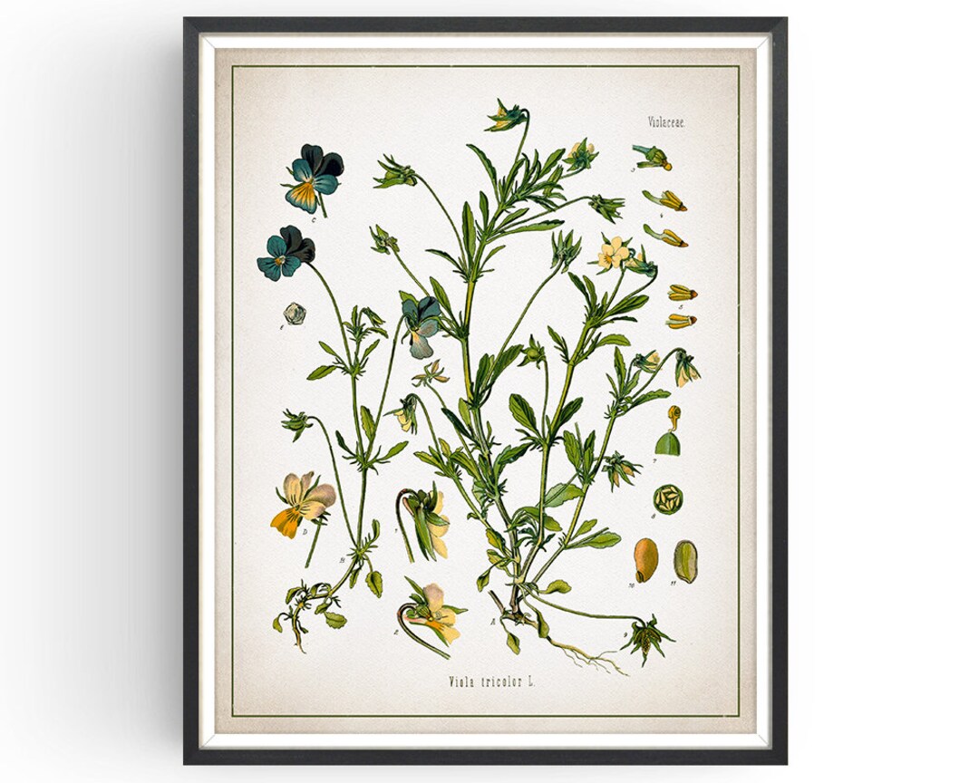 HEARTS-EASE - Botanical Print - Vintage Botanical - Viola Art ...