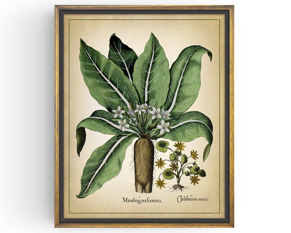 Mandragora Print Botanical Illustration Botany Plant Decor | Etsy