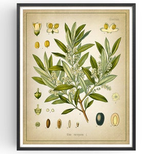 OLIVE Botanical Print Vintage Botanical Olive Oil Medicinal Plant ...