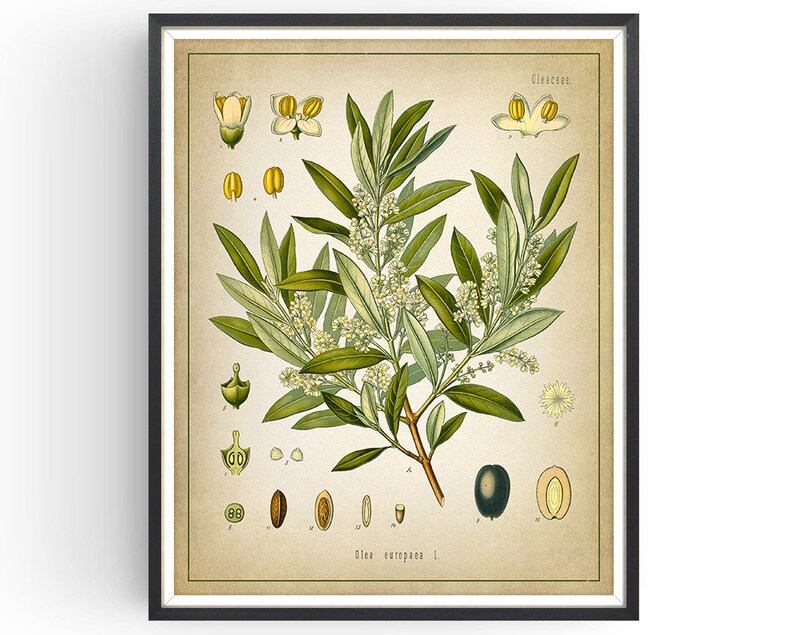 OLIVE Botanical Print Vintage Botanical Olive Oil | Etsy