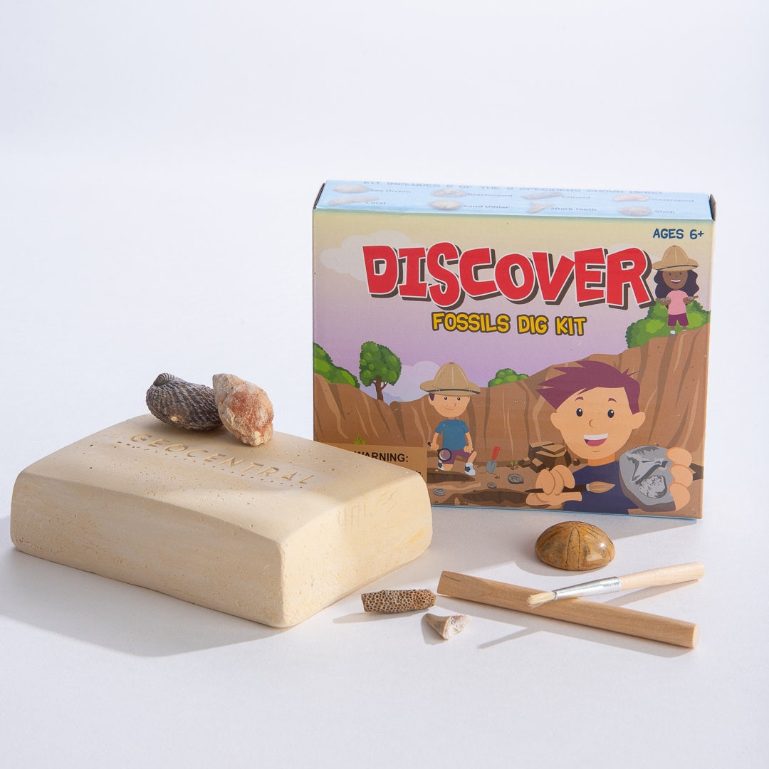 Fossil Excavation Kit Dig and Discover - Etsy