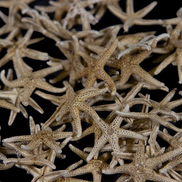 Starfish Seahorse - Etsy