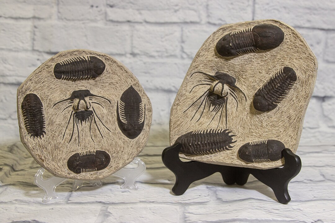 Trilobite Plaques, Multiple Fossils - Etsy