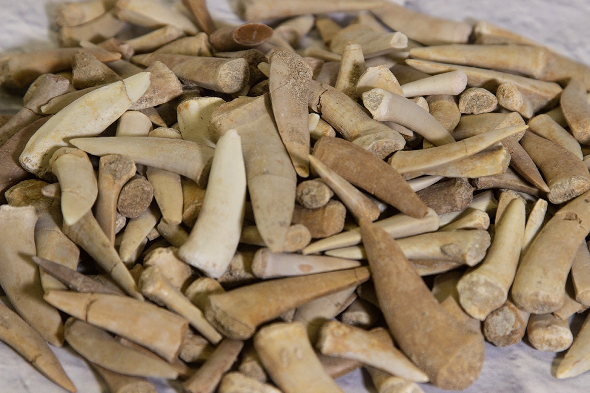 1/4 Pound Enchodus Fish Fangs, Saber Tooth Herring free Shipping - Etsy