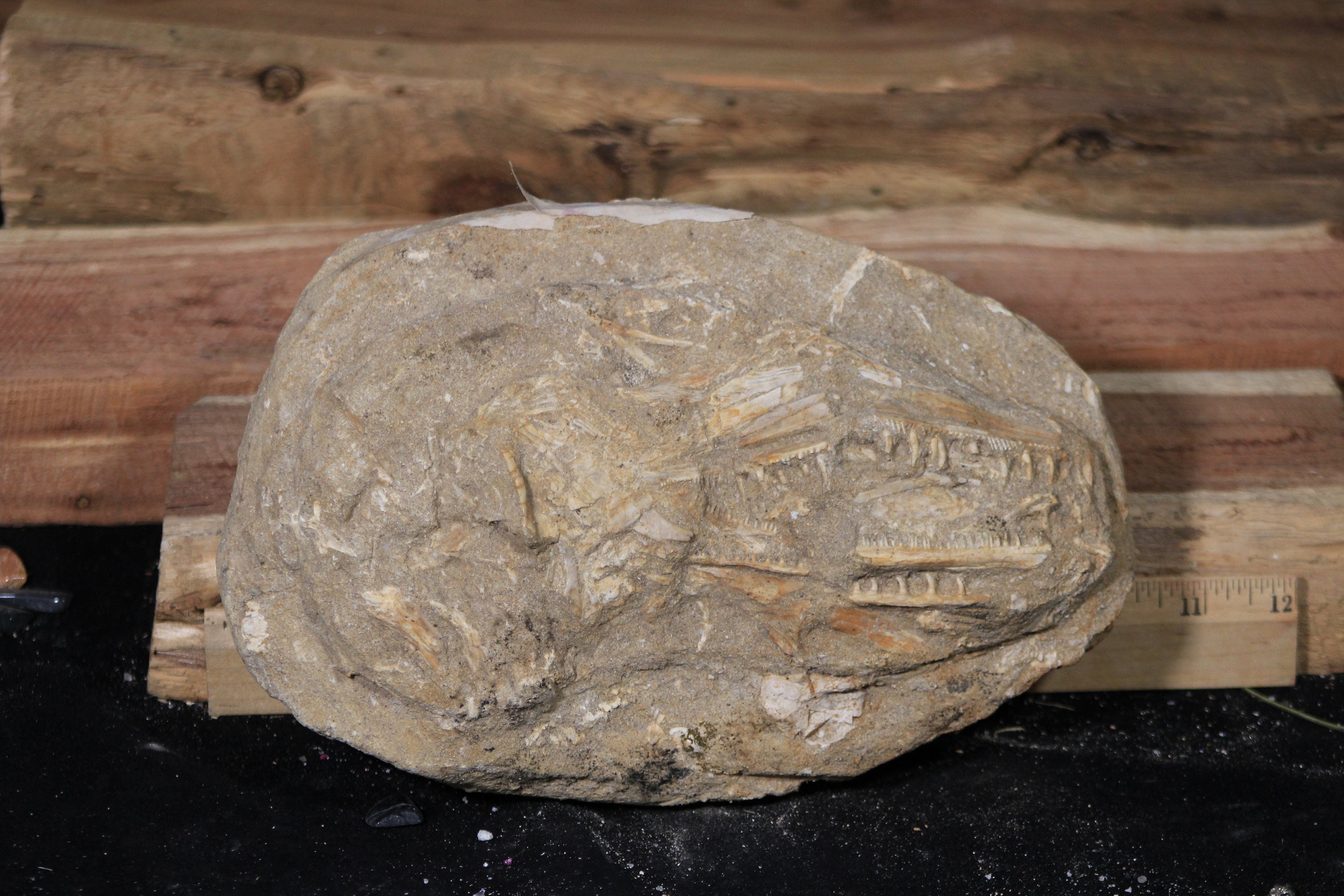 Fossilized Fish Head/ Skull - Etsy Canada