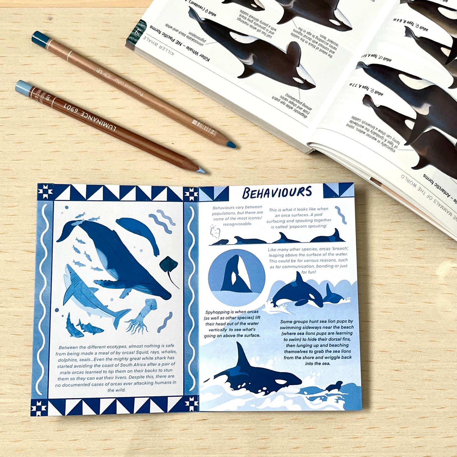 A Pocket Guide to Orcinus Orca - Mini Zine - Etsy