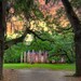 Church, Old Sheldon Church, Live Oak Tree, South Carolina, Color ...
