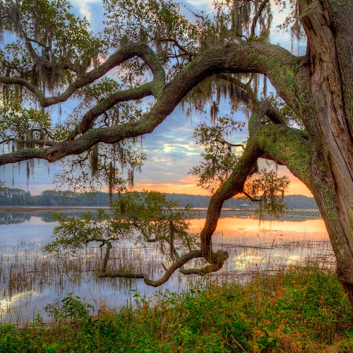 Tree Photography Low Country Landscape Art Live Oak Tree - Etsy