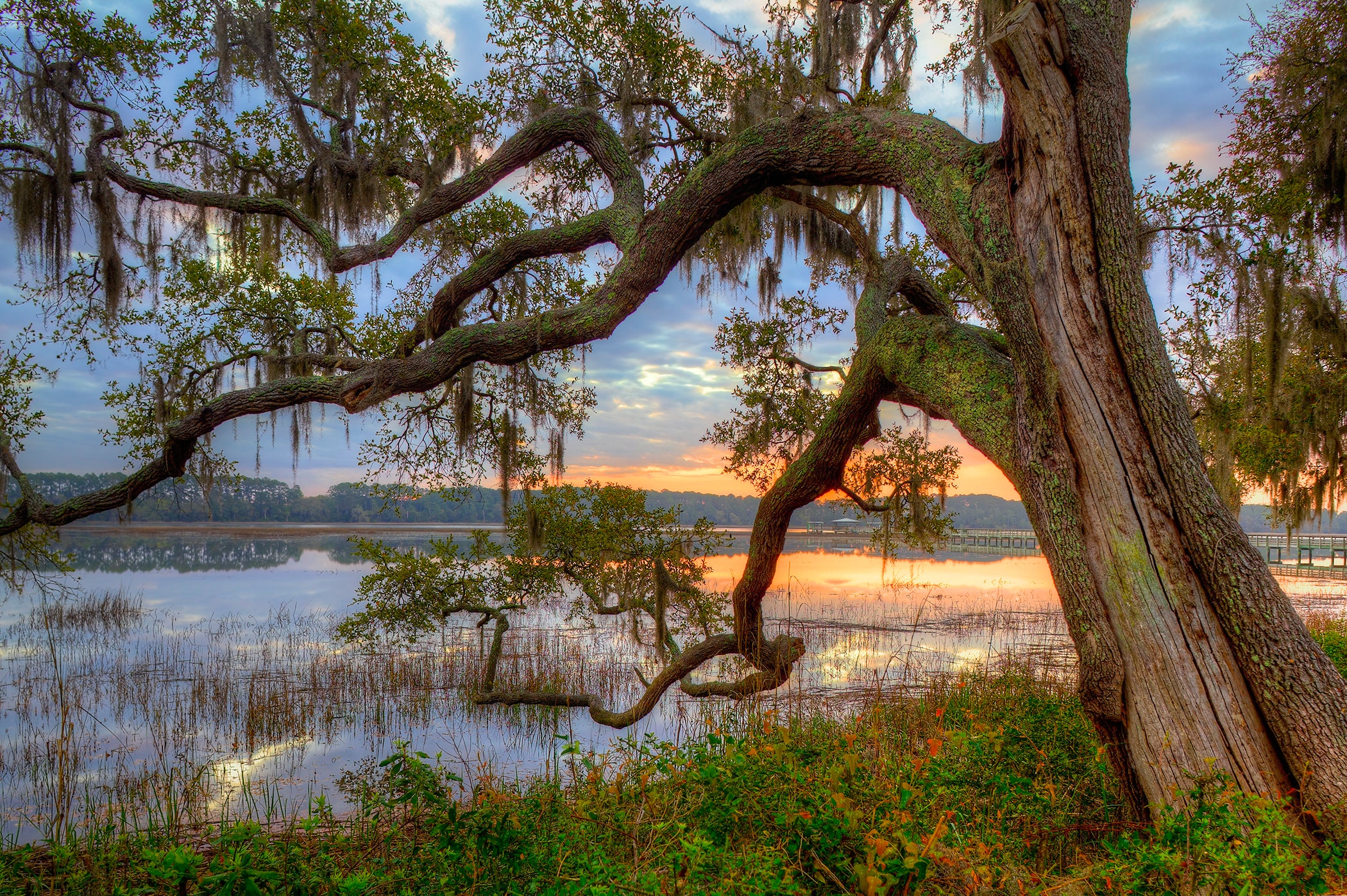 Southern Marsh Background