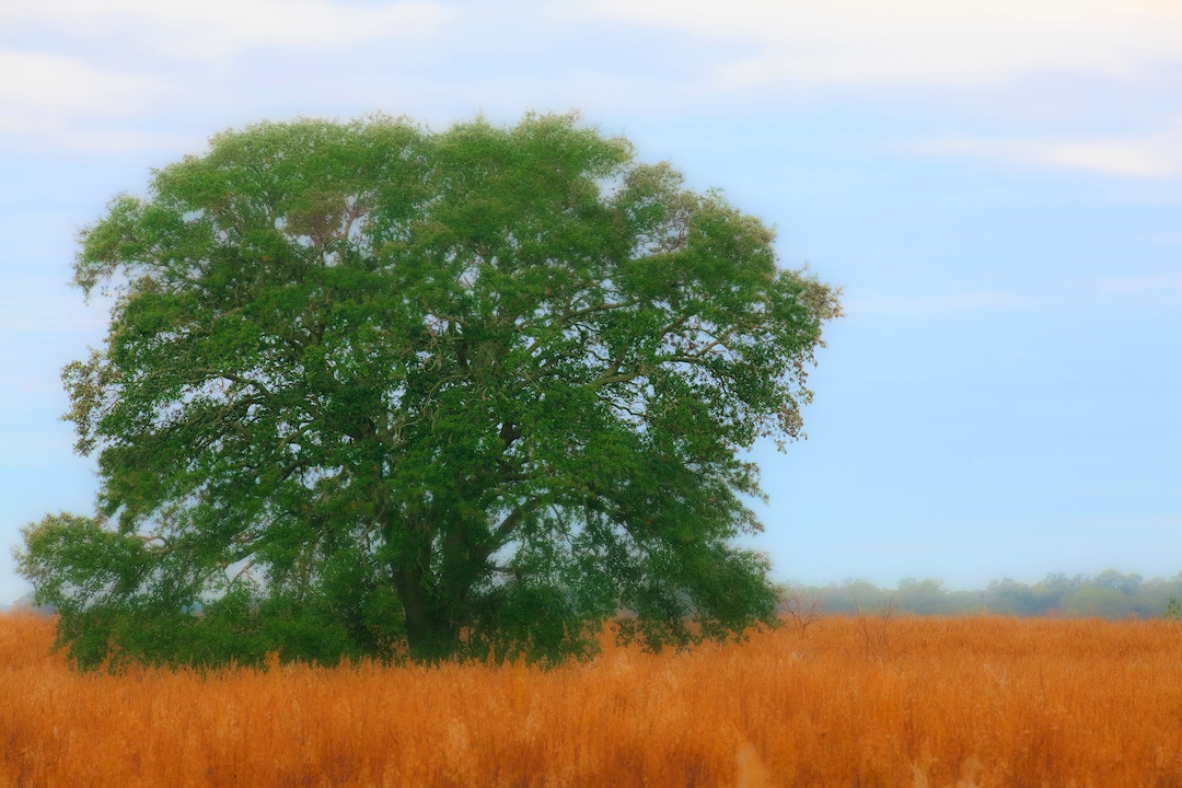 Photograph of a Live Oak Tree in the Low Country of Georgia. Fine Art ...