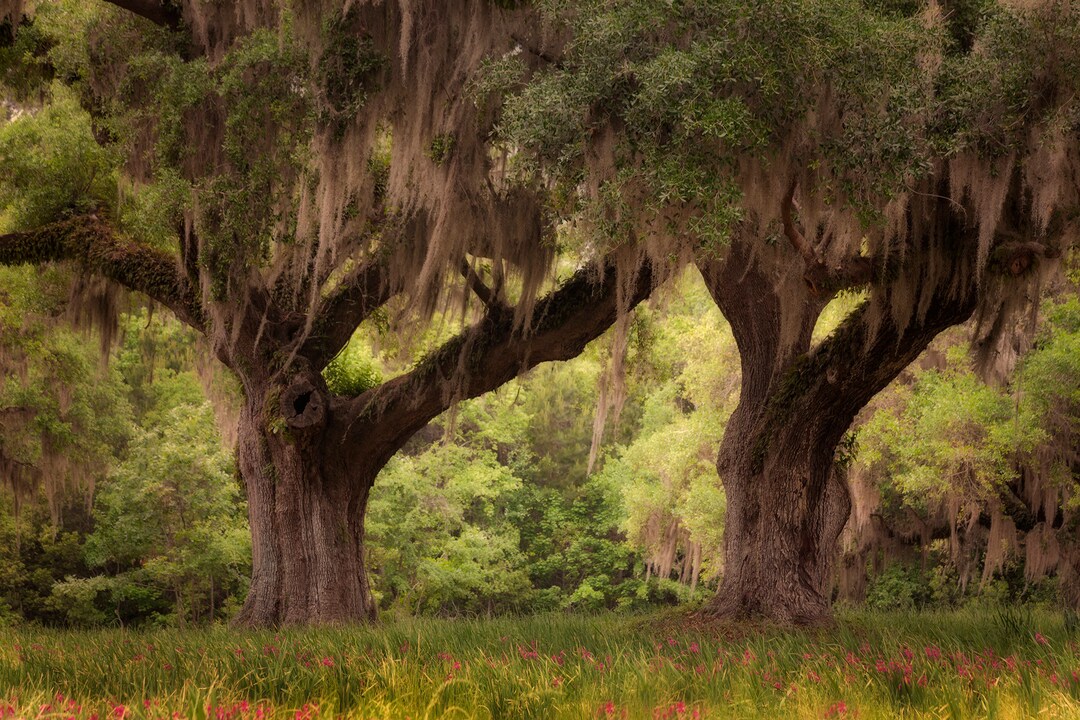 Photograph of Live Oaks in the Low Country of South Carolina. Low ...