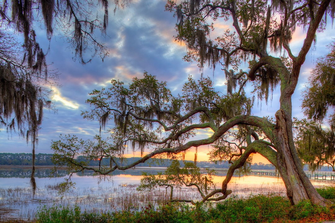 Photograph of a Live Oak Tree on the Marsh in South Carolina. Low ...