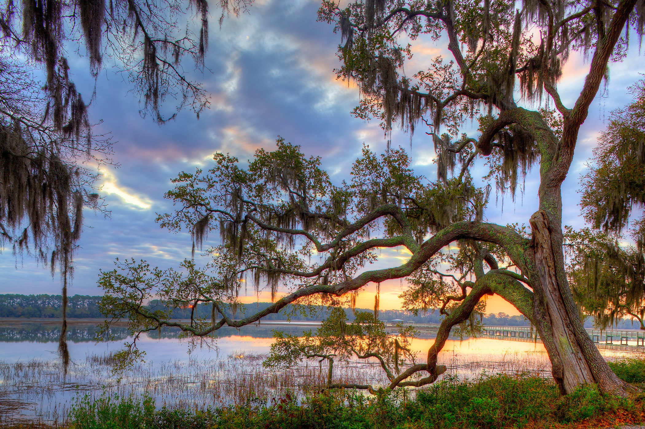 Photograph of a Live Oak Tree on the Marsh in South Carolina. Low ...