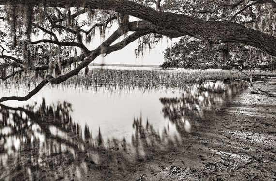 Trees oak tree marsh black and white photography low | Etsy