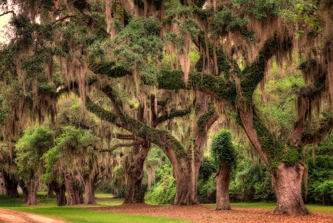 Live Oak Tree in the Low Country of South Carolina, Photograph, Low ...