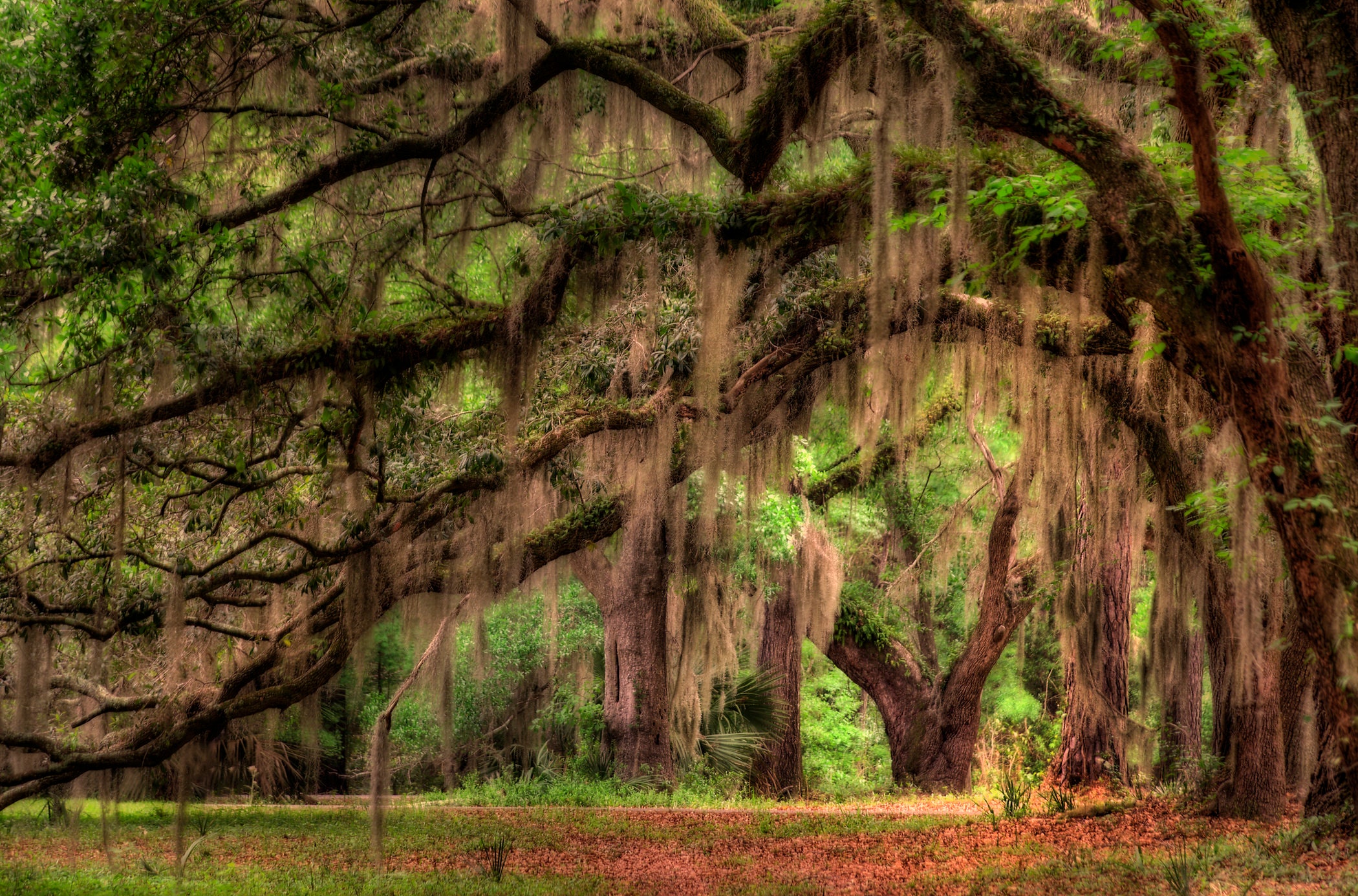 Photograph of a Live Oak Tree in the Low Country of South Carolina. Low ...
