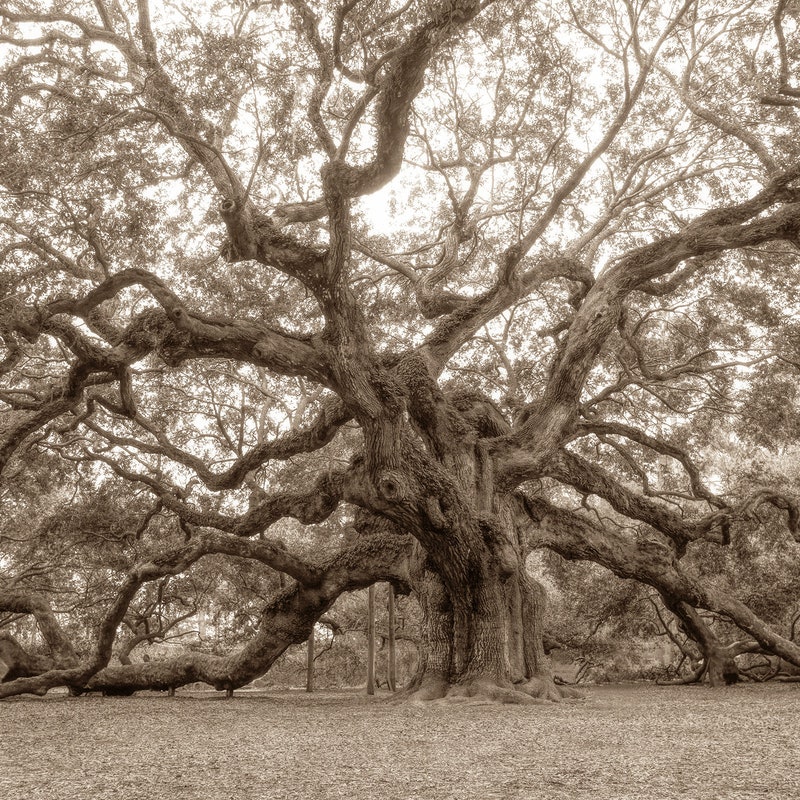 Southern Live Oak - Etsy