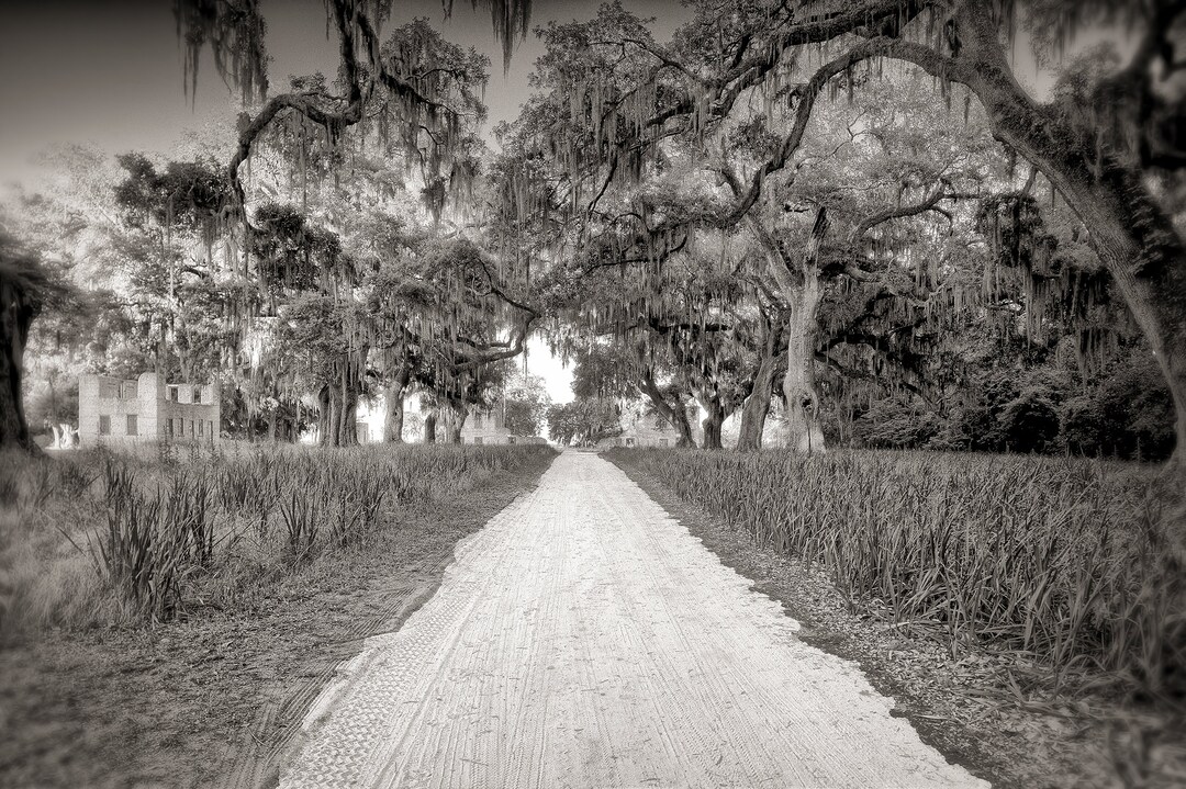 Low Country Art, Oak Trees, Spring Island, Black and White Photograph ...