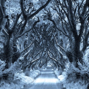 Northern Ireland, Game of Thrones, Irish, Celtic, "dark Hedges" - Etsy