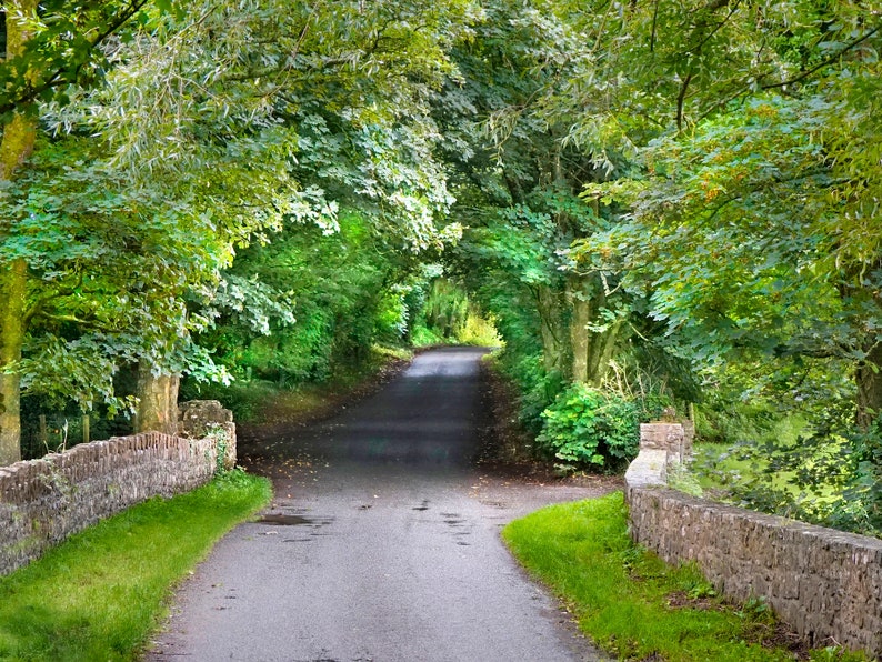Celtic Art, Wales, Pembrokeshire, Tree Tunnel, Forest, Woods, "welsh ...