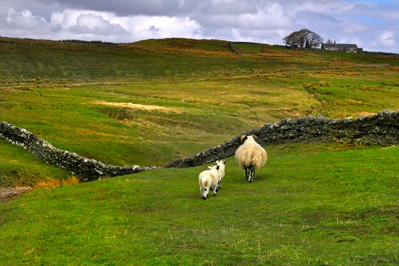 Hadrian’s Wall, Sheep, Lambs, Moors, Ranch, Farm, ”HEADING HOME” - Etsy