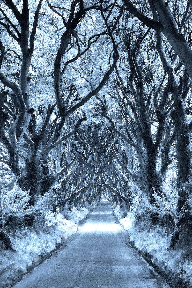 Northern Ireland, Game of Thrones, Irish, Celtic, "dark Hedges" - Etsy