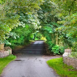 Celtic Art, Wales, Pembrokeshire, Tree Tunnel, Forest, Woods, "welsh ...