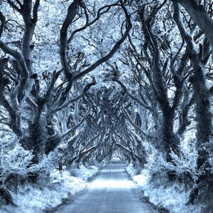 Northern Ireland, Game of Thrones, Irish, Celtic, "dark Hedges" - Etsy