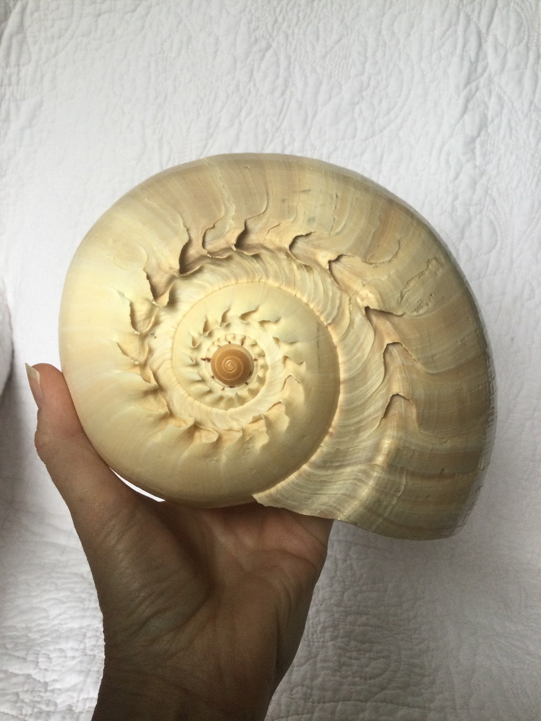 Huge Crowned Baler Melon Shell / Pacific Seashell / Bathroom Decor ...