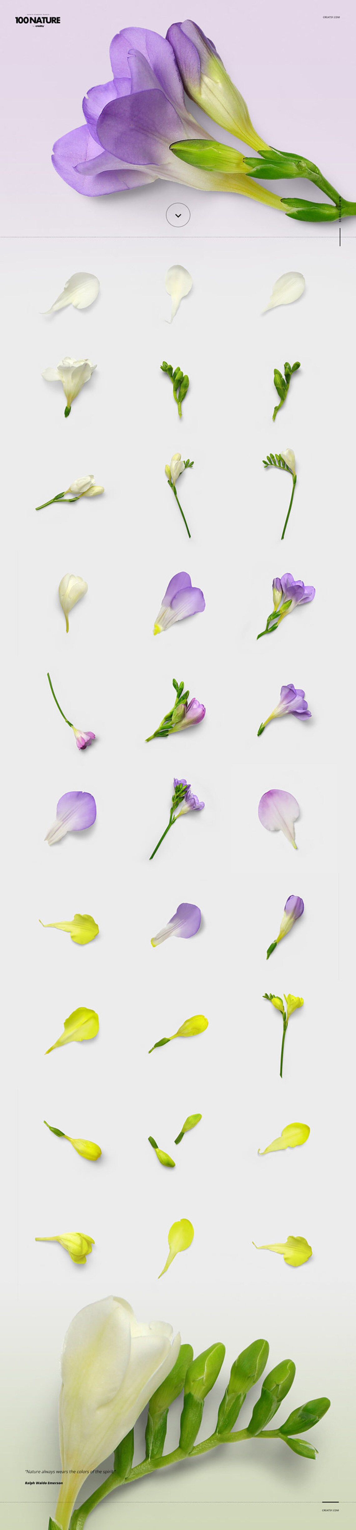 100 Elements Nature Bundle (isolated Objects), Digital Flowers - Etsy