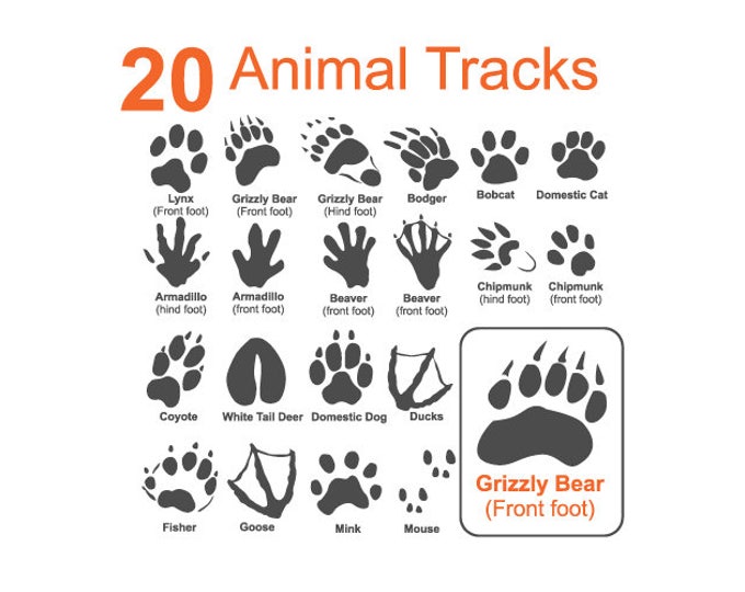 Printable Animal Footprints Flashcard - Printable Animals With ...