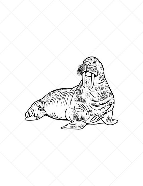 Walross Vorlage Walross Gesicht Vorderansicht. Tierkopf Im