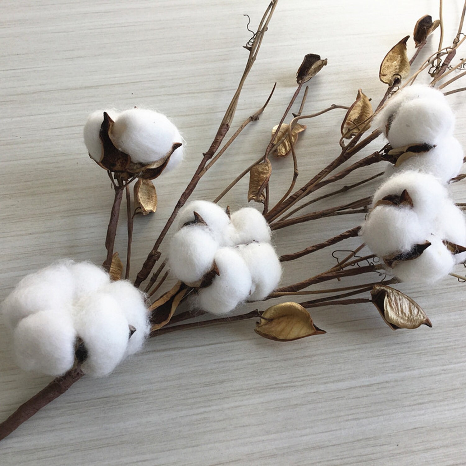 Dried Cotton Branch 5 Cotton Balls ，cotton Branch Branch，centerpiece ...