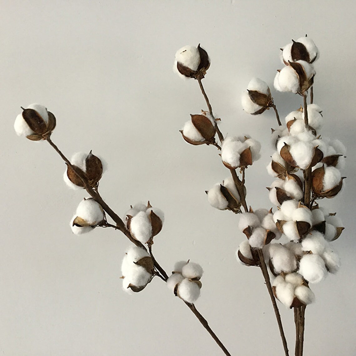 Dried Cotton Branch 6 Cotton Balls ，centerpiece Wreath Barn，living Room ...