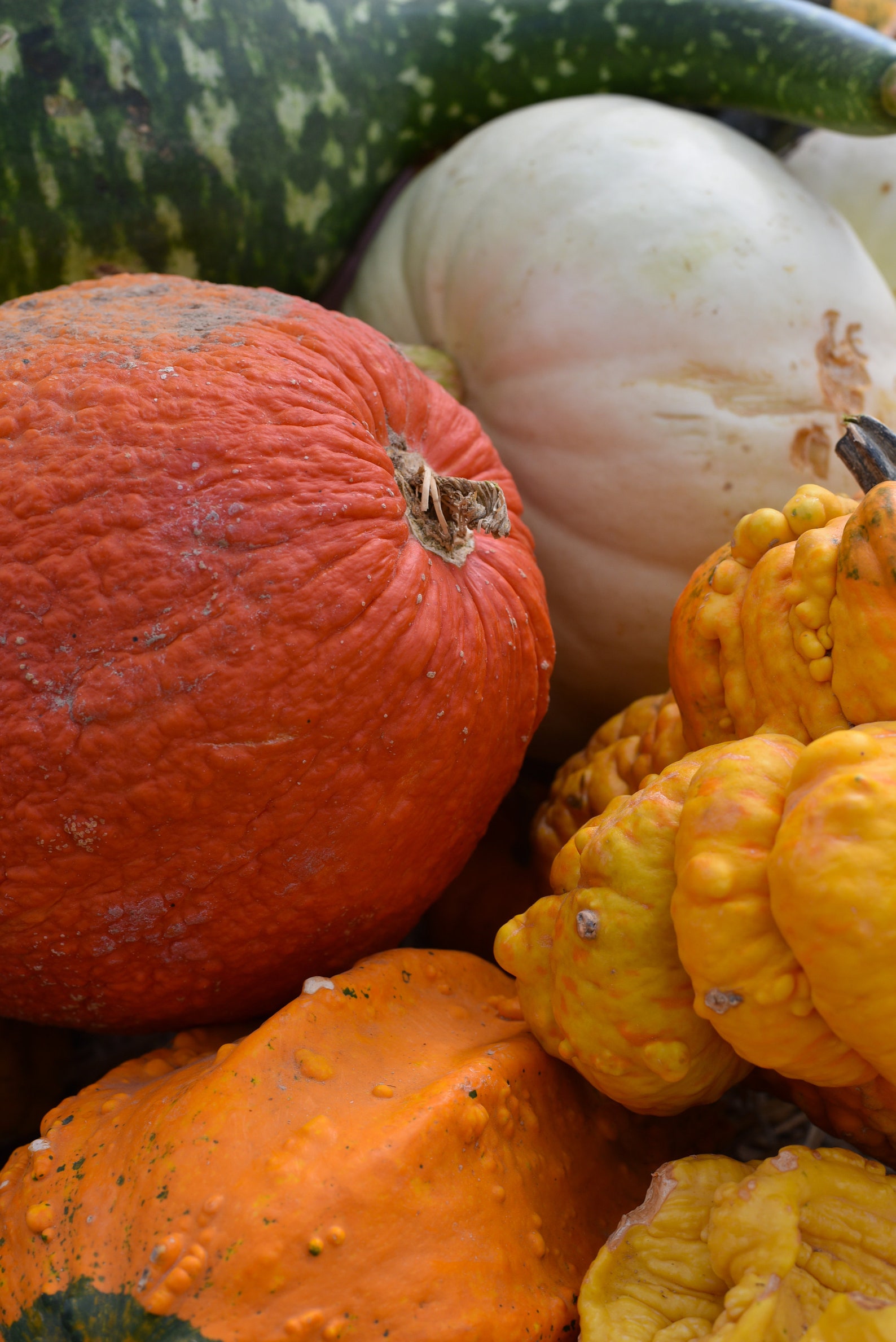 Autumn Gourds - Etsy