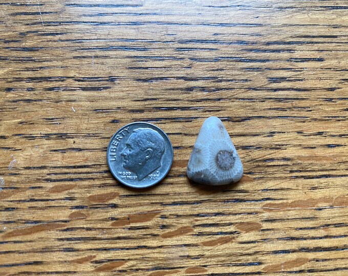 Petoskey Stone Cab Free Form Polished Petoskey Stone Cabochon - Etsy