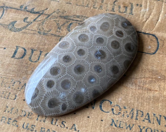 Petoskey Stone Cab Free Form Polished Petoskey Stone Cabochon 2” X 1 ...