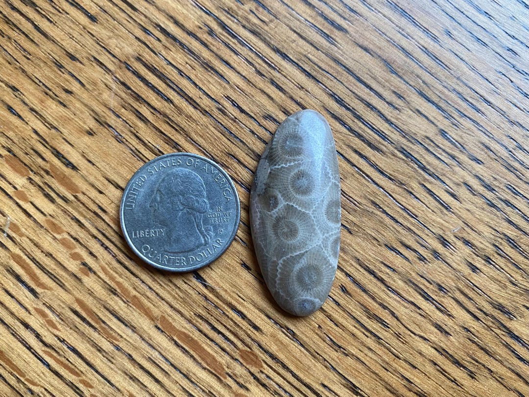 Petoskey Stone Cab Free Form Polished Petoskey Stone Cabochon 1.6” X .7 ...