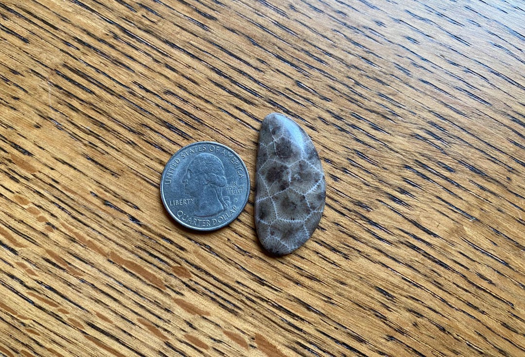 Petoskey Stone Cab Free Form Polished Petoskey Stone Cabochon 1.5” X .7 ...
