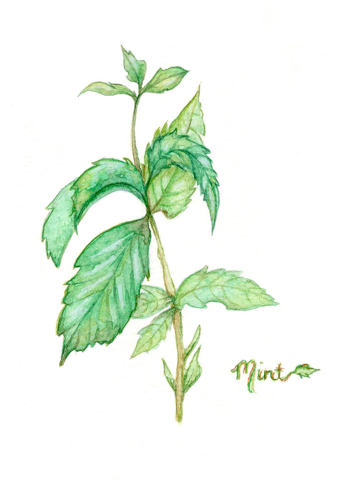 Mint Herb Watercolor Painting Botanical Green Painting | Etsy